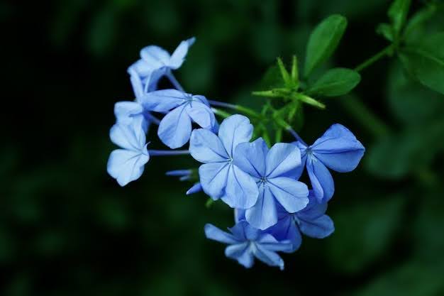 blue flowers types