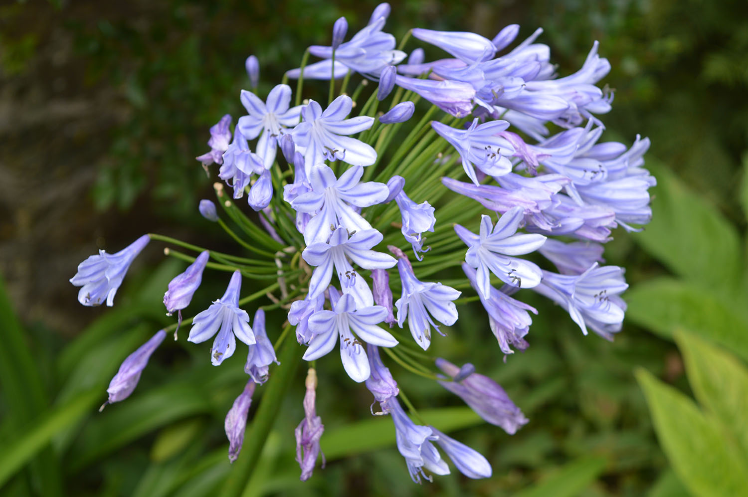 periwinkle colored flowers