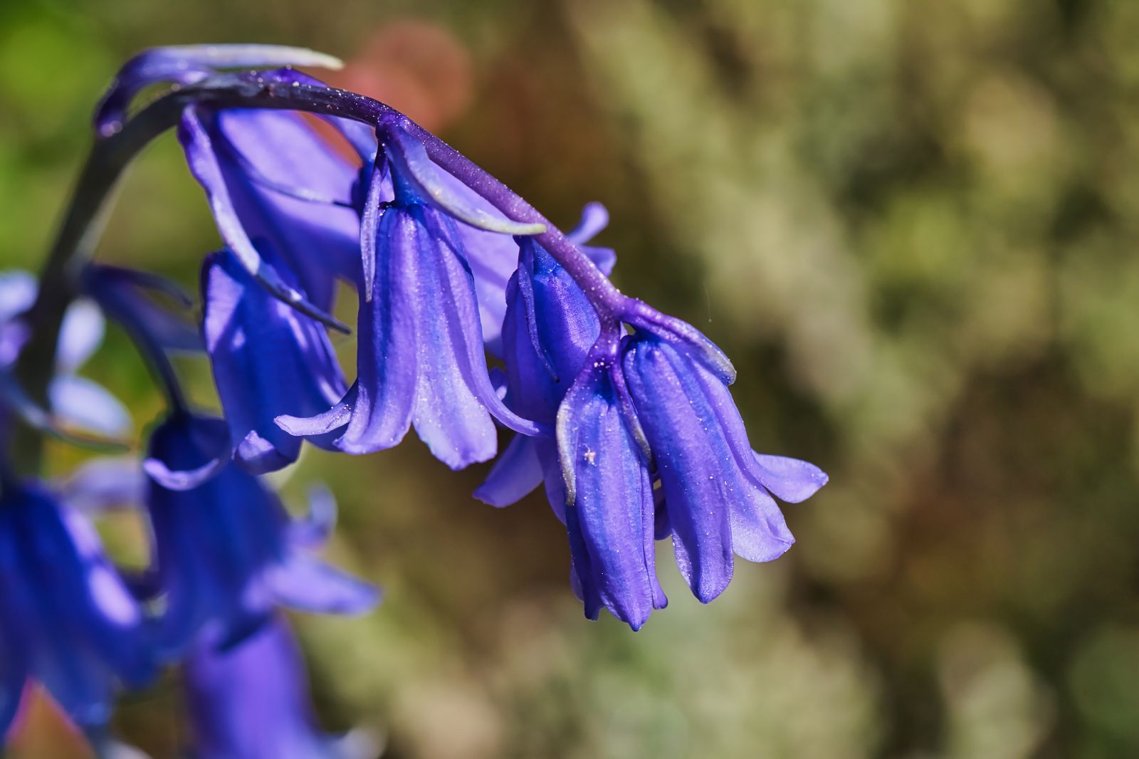 blue bell flower pictures