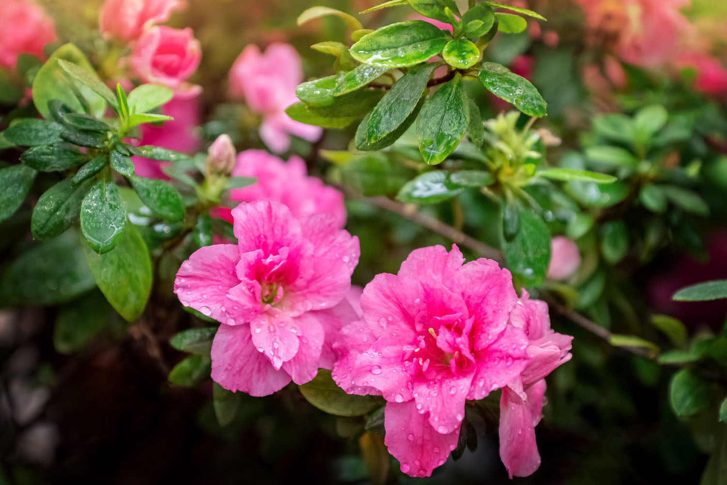 10 Gorgeous Types Of Azalea That Will Brighten Any Place – The Daily Blooms