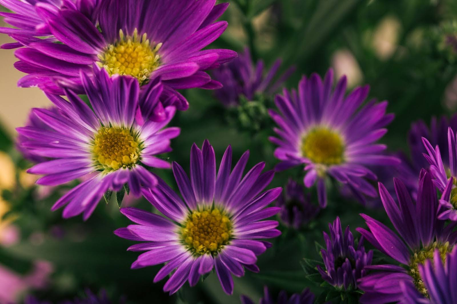 13 Aster Flower Care Tips To Keep Your Bouquet Fresh And Beautiful ...