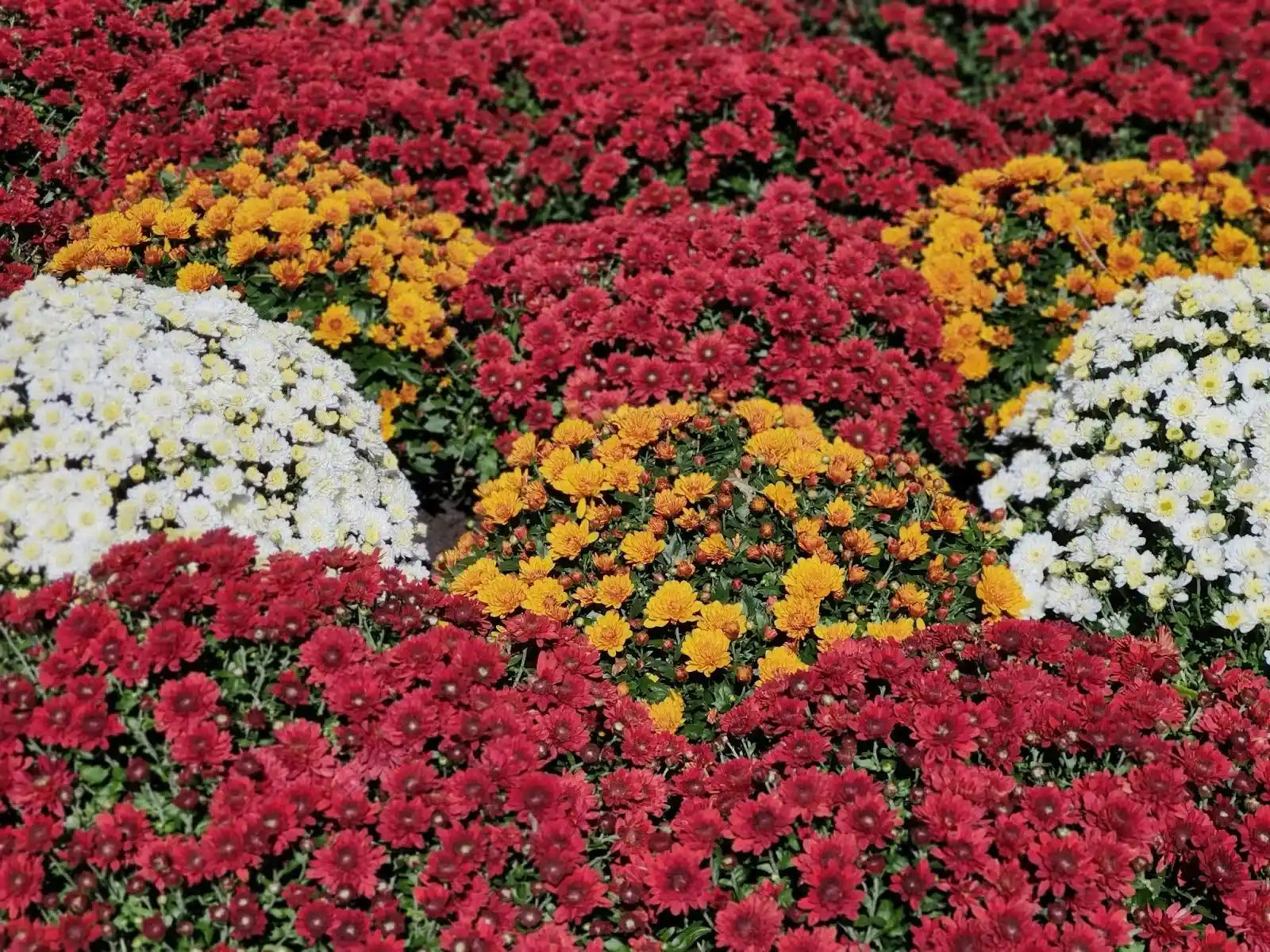 13 Flowers That Represent Good Fortune for a Prosperous Year – The ...