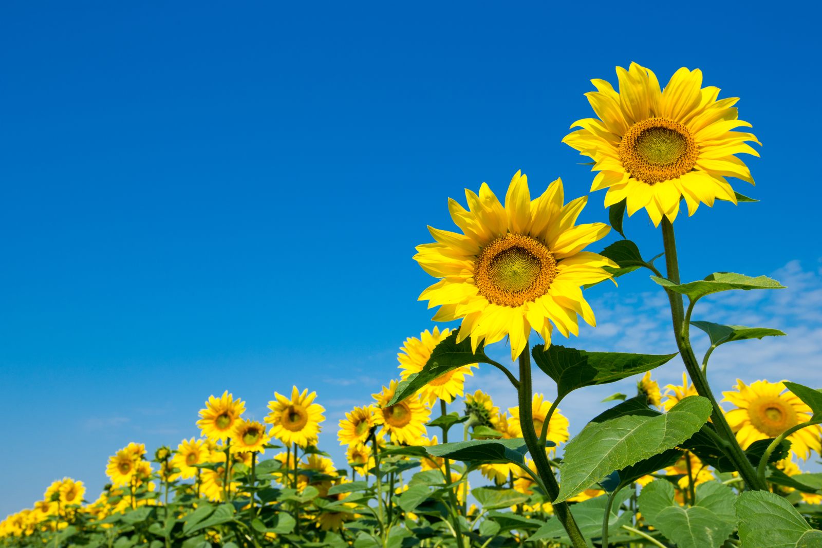 13 Flowers That Represent Life, Growth, And Hope – The Daily Blooms