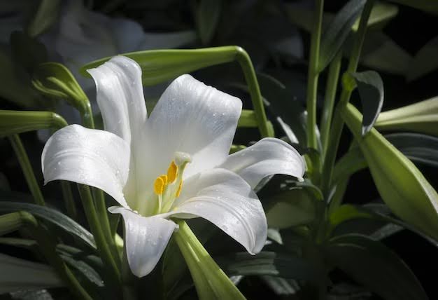 15 Beautiful Flowers That Symbolise Peace and Tranquillity – The Daily ...