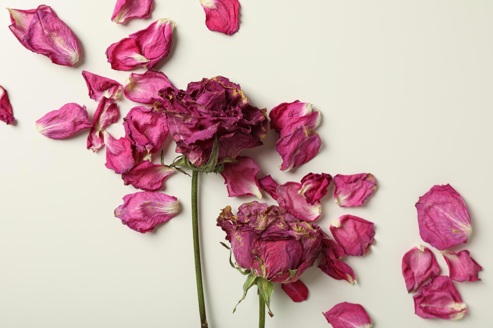 15 Best Choices For Preserved Roses For Every Occasion – The Daily Blooms