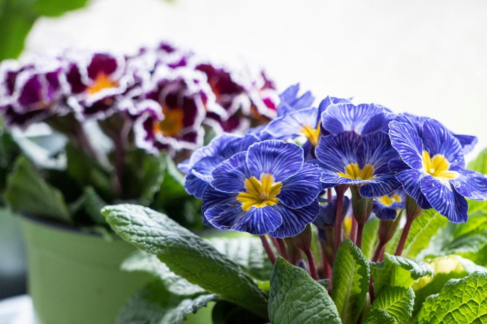 16 Stunning Types Of Primroses To Brighten Any Bouquet – The Daily Blooms