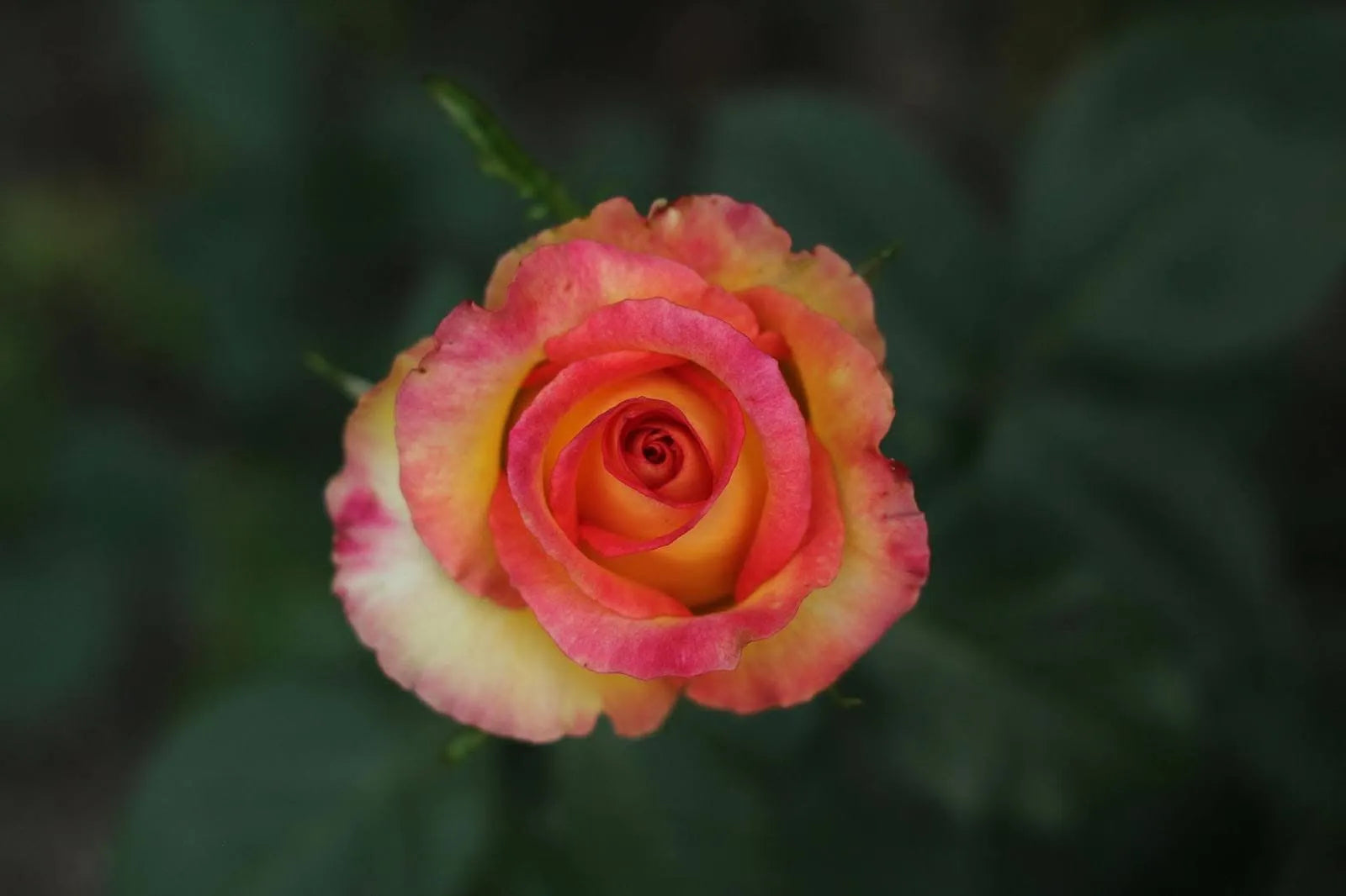 19 Rare Types Of Roses Worth Adding To Your Arrangements – The Daily Blooms