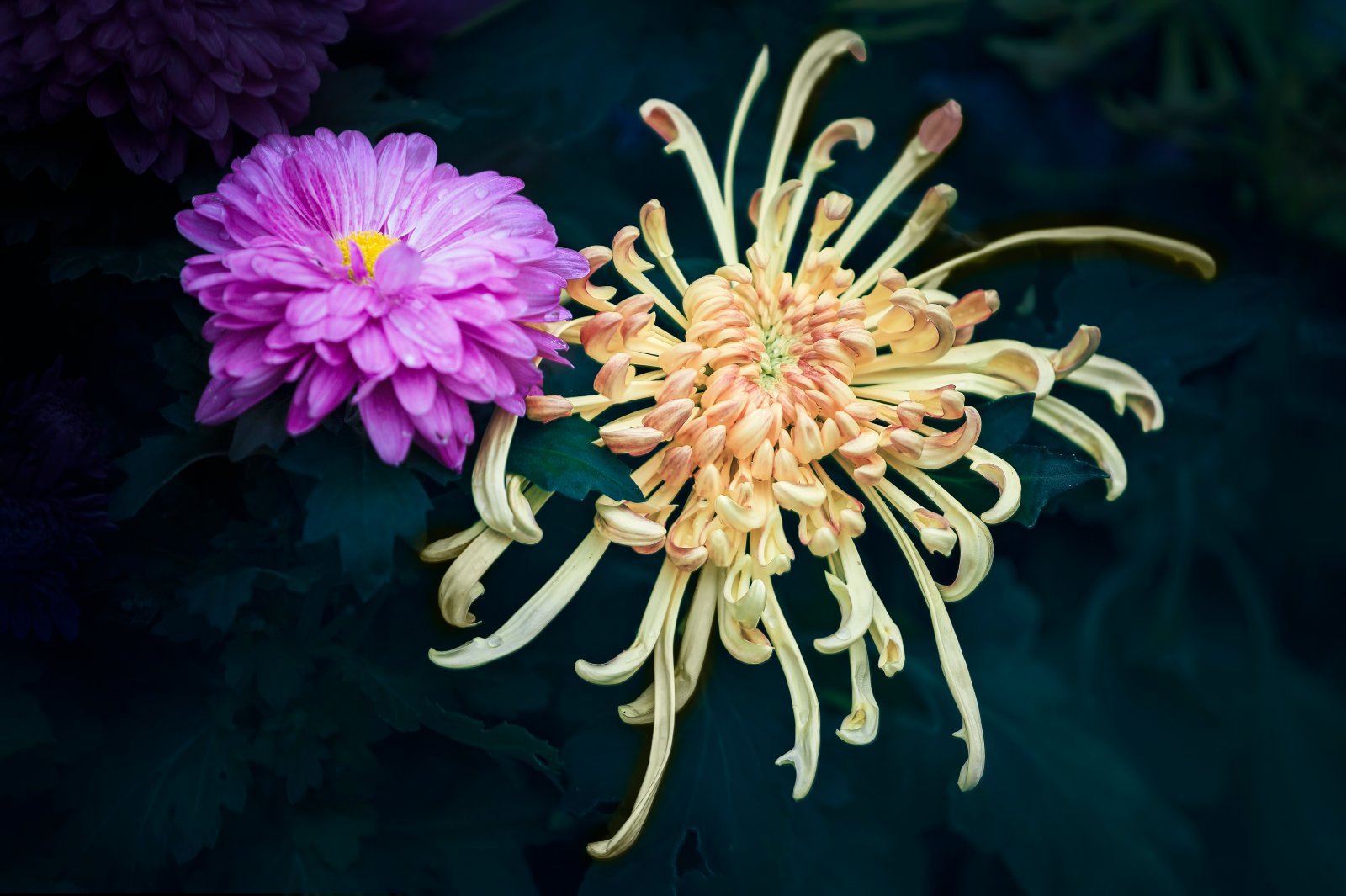 21 Types Of Chrysanthemum Flowers You’ll Want In Your Next Bouquet ...