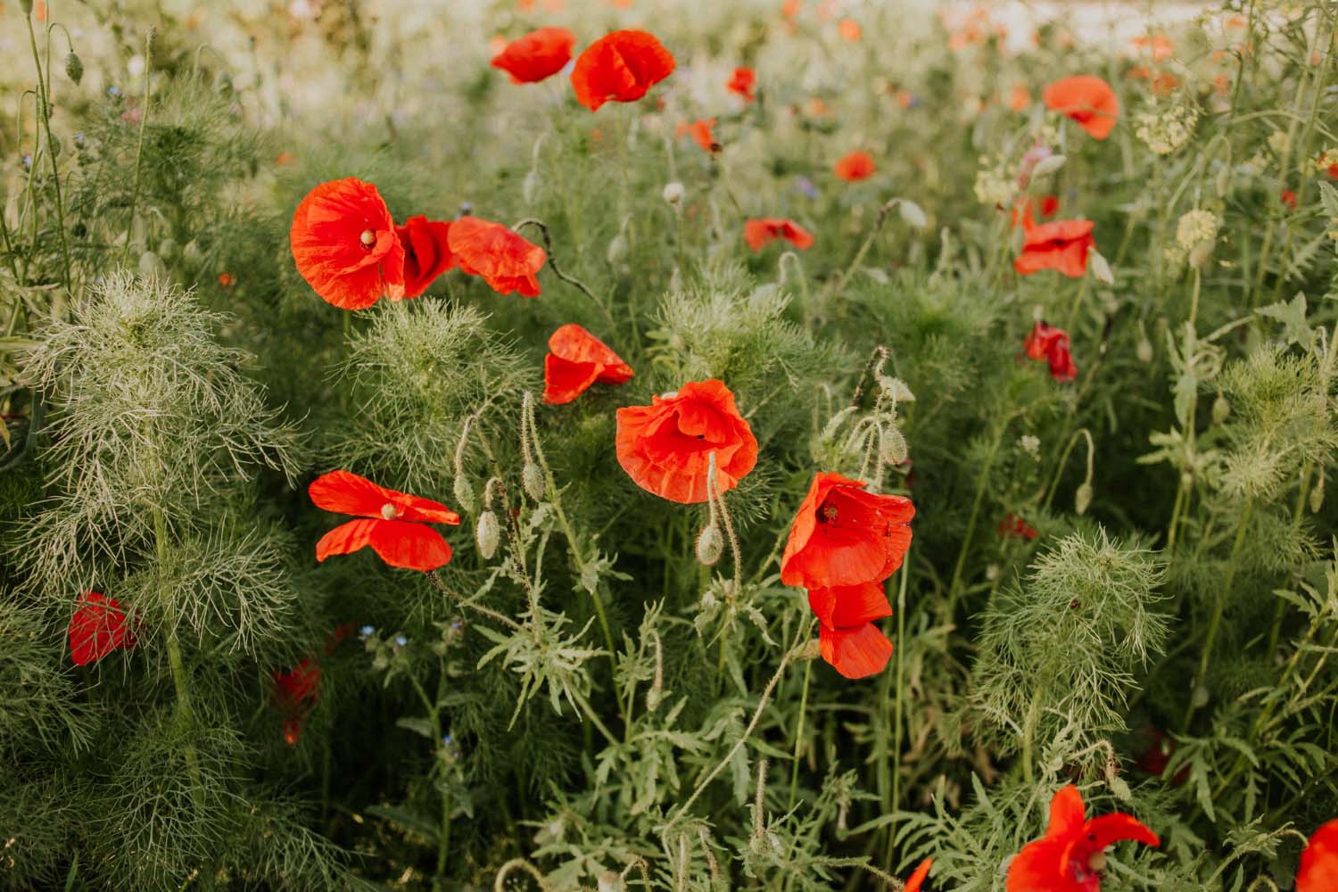 24 Types Of Poppy Flowers That Add Colour To Your Day – The Daily Blooms