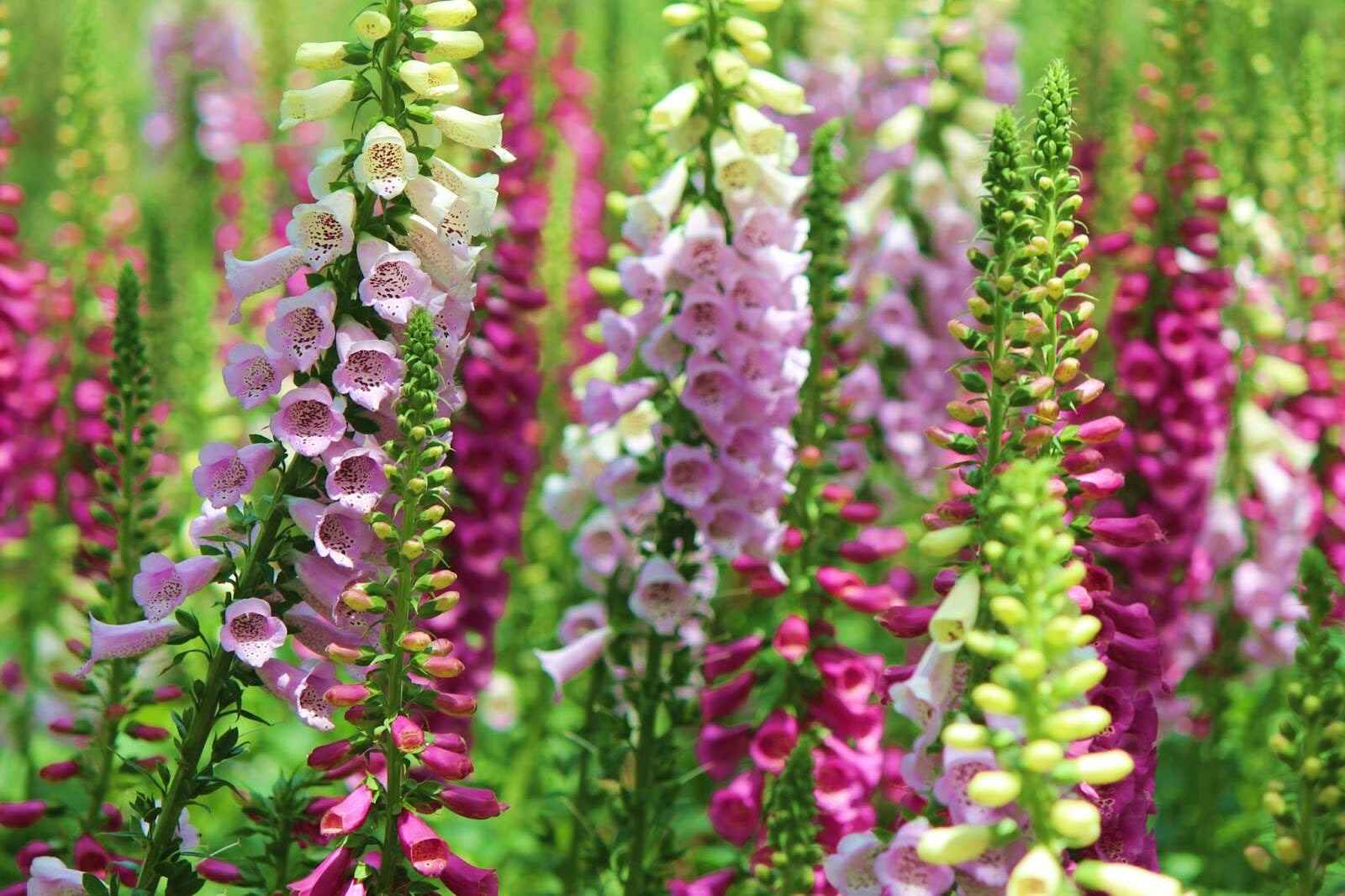 27 Types Of Foxglove For Breathtaking Floral Arrangements The Daily 27 Types Of Foxglove For Breathtaking Floral Arrangements The Daily