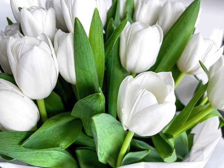 35 Beautiful Flowers Representing Purity And Their True Meaning – The ...