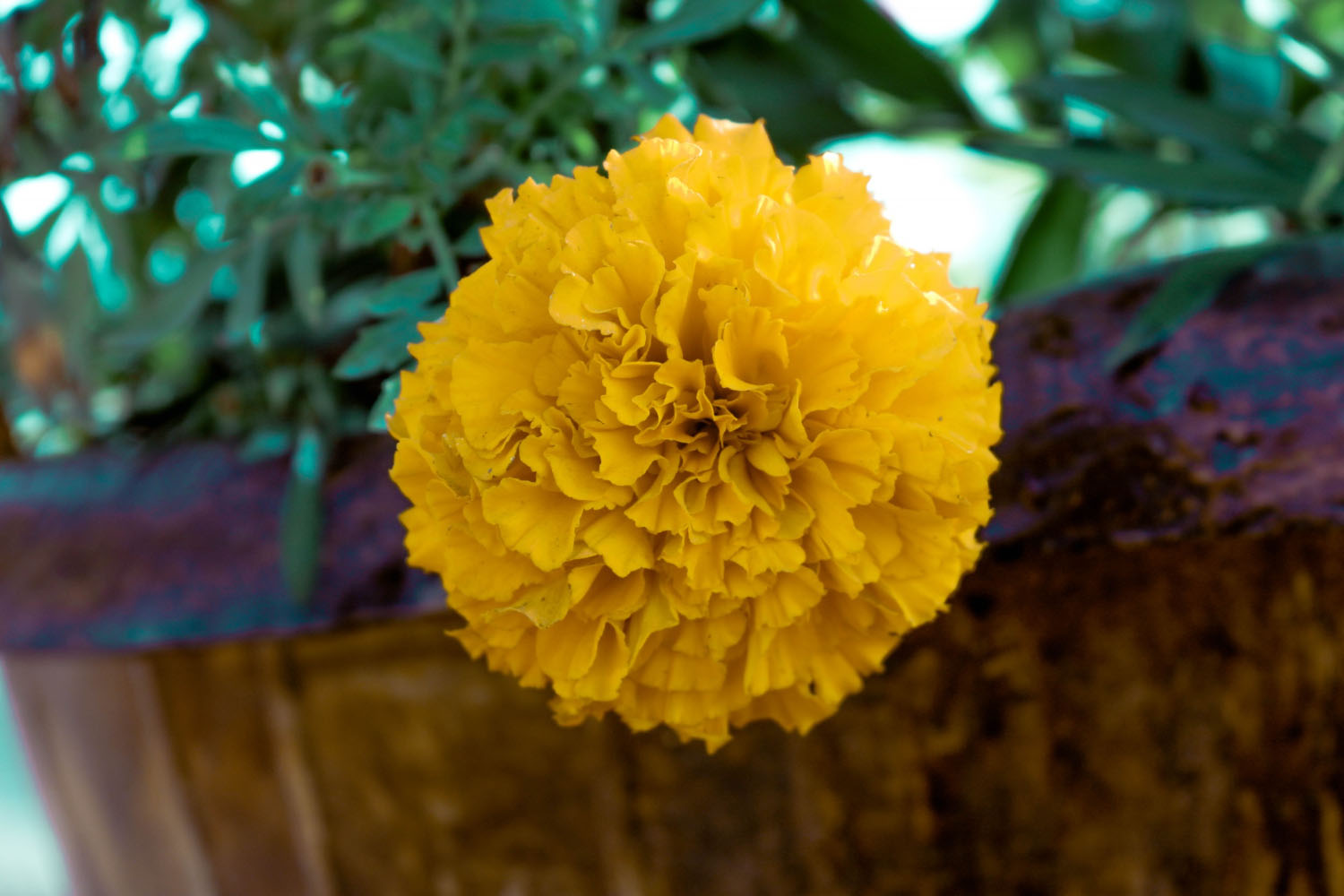 How Many Types Of Marigold Are There