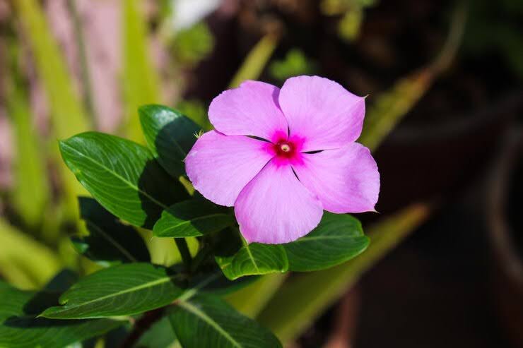 7 Beautiful Types Of Periwinkle Flowers You’ll Love To Grow – The Daily ...