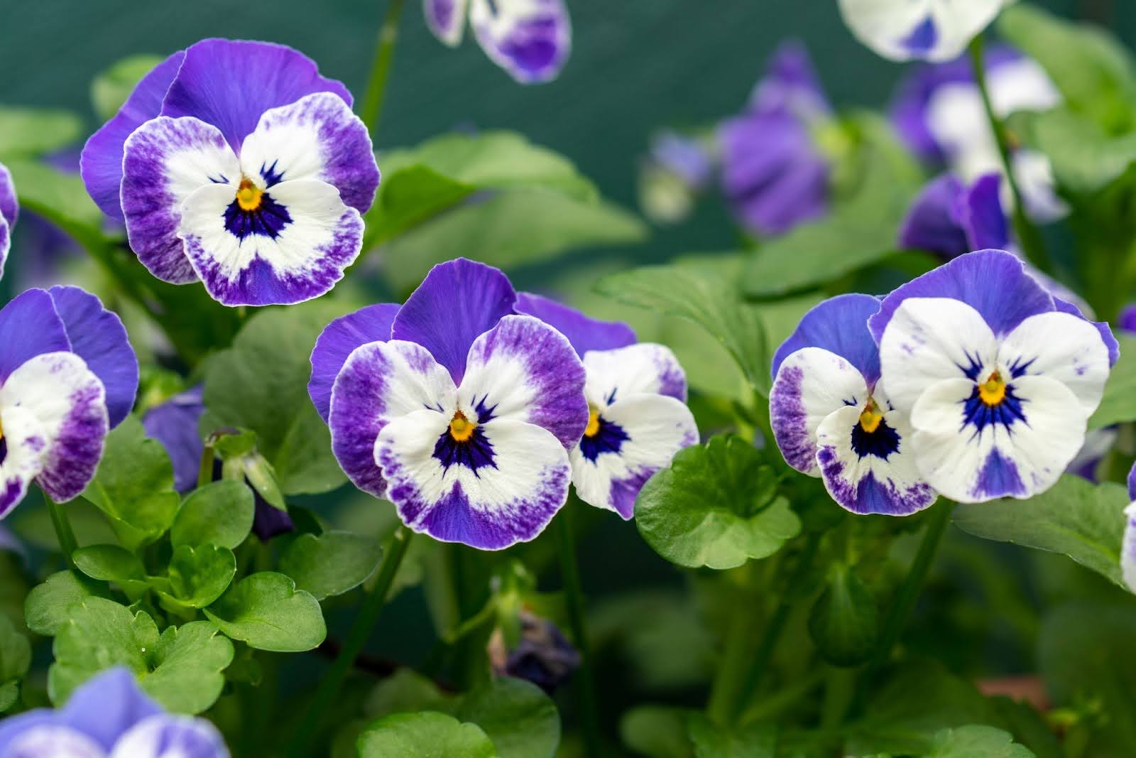 9 Types Of Pansy: A Guide To Cheerful Garden Faces – The Daily Blooms