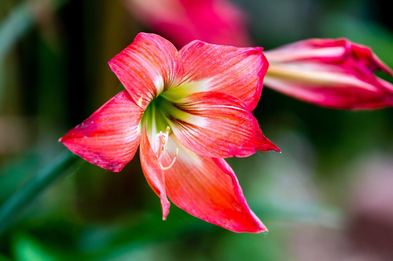 A Beginner’s Guide To 6 Common Types Of Amaryllis – The Daily Blooms
