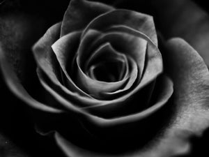 Black Roses Meaning: The Beauty Behind the Darkness – The Daily Blooms