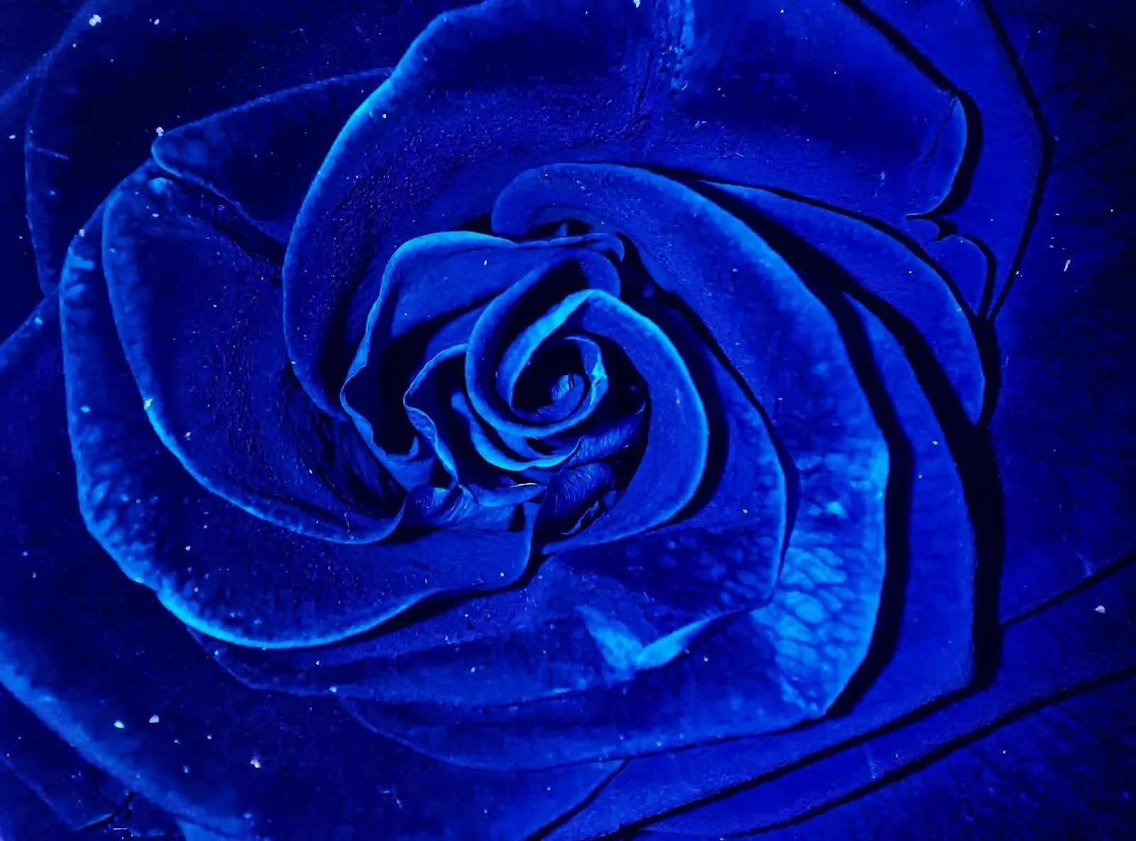 Blue Roses Meaning: A Rare Flower With Deep Symbolism – The Daily Blooms