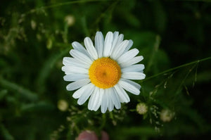 Chamomile Flower Meaning: Beyond A Simple Soothing Bloom – The Daily Blooms
