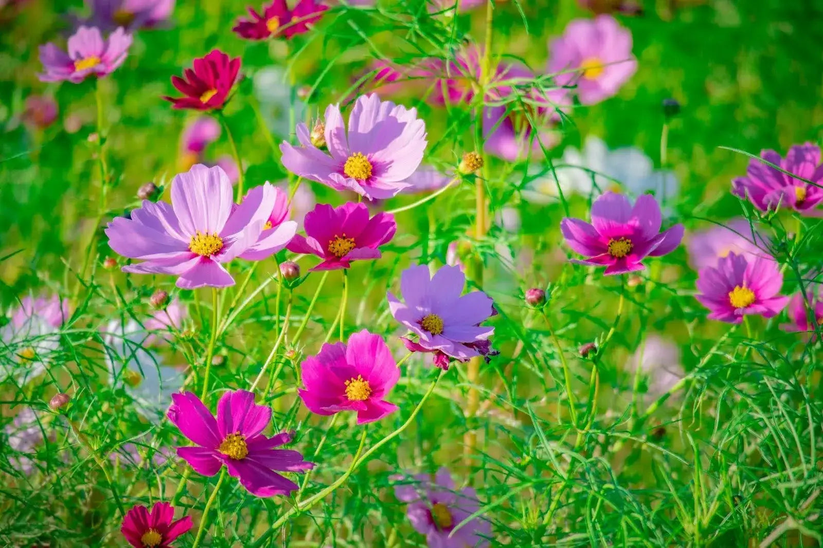 Cosmos Flower Meaning: The Ultimate Guide To Gifting This Bloom – The ...