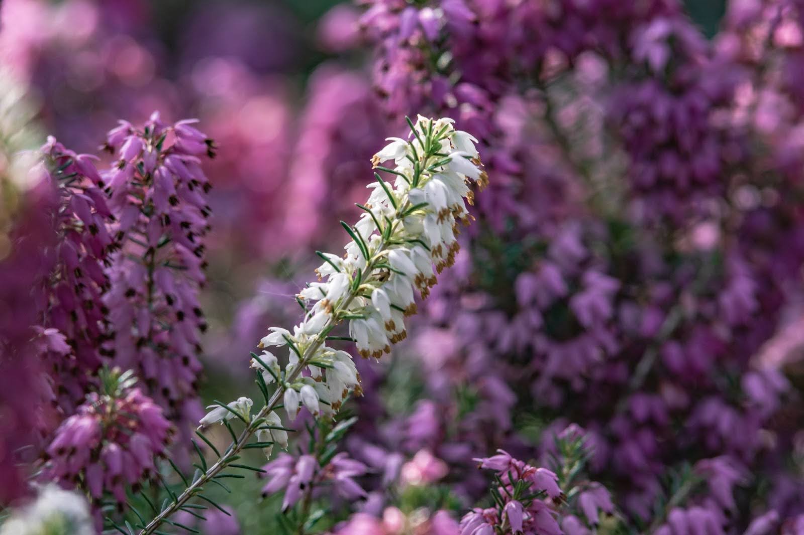 Find Your New Favourite: 9 Flowers That Look Like Snapdragons – The ...