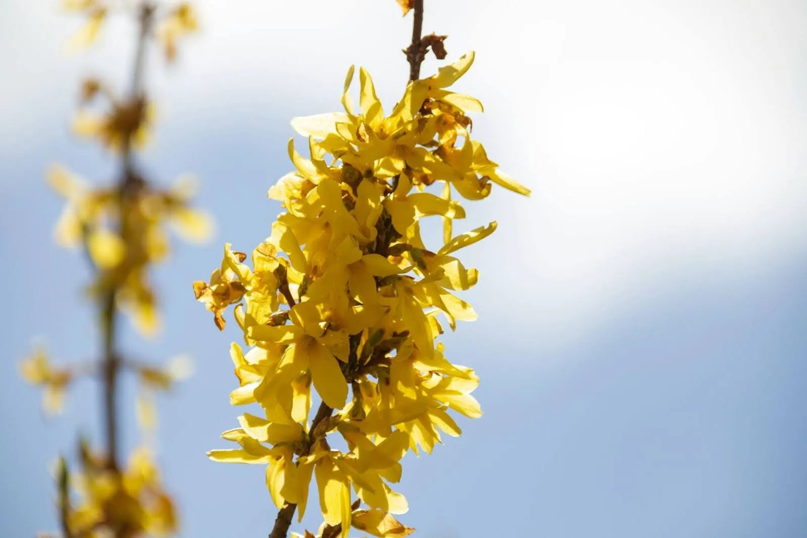 Forsythia Meaning: A Guide To Spring’s Most Joyful Flower – The Daily ...