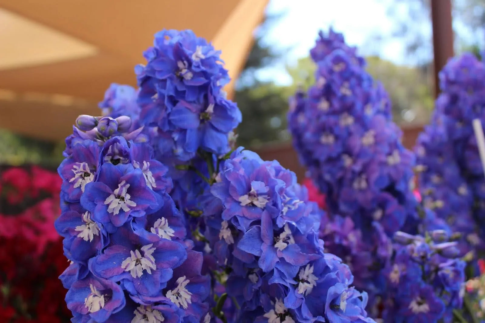 Larkspur Flower Meaning: Your Gift's Secret Message – The Daily Blooms