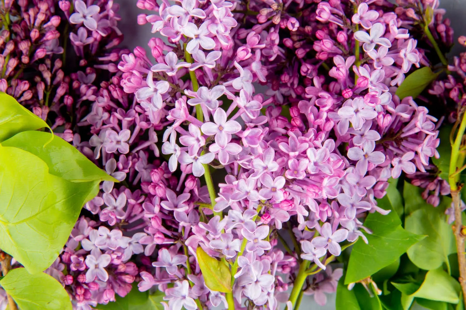 Lilac Flower Meaning: A Guide to Giving The Perfect Gift – The Daily Blooms