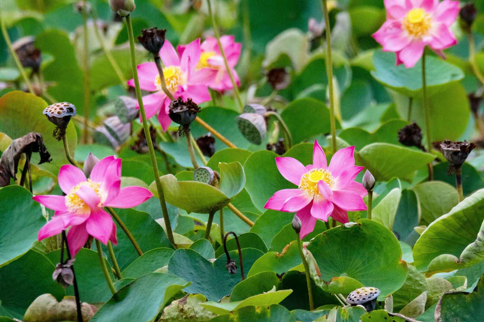 How Long Do Lotus Flowers Last? Tips For Keeping The Blooms Alive – The ...