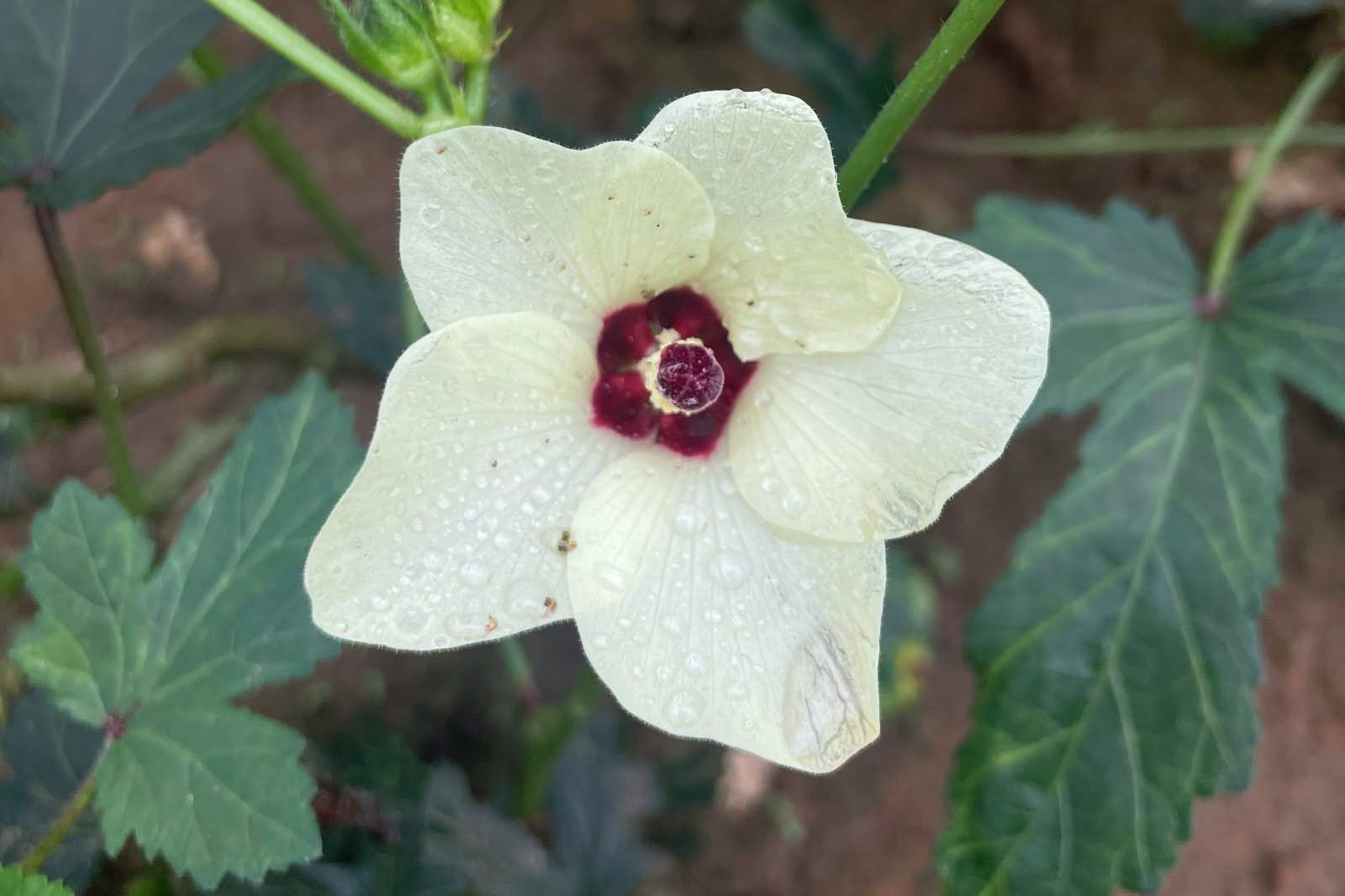 Hibiscus Like Flowers The Most Beautiful Types Of Hibiscus Plantura