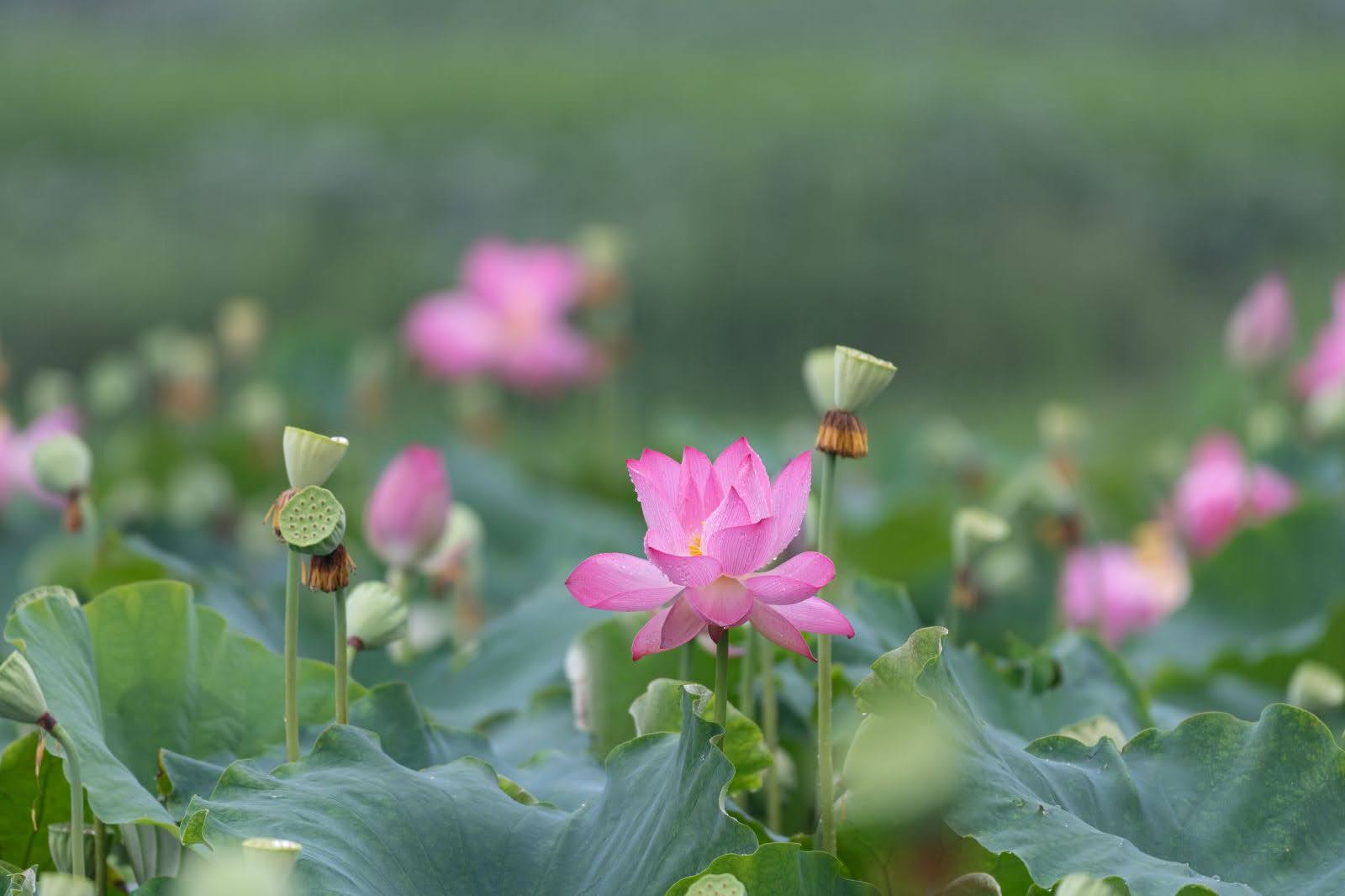 What Seasons Do Lotus Flowers Bloom? Blooming Seasons And Care Tips ...