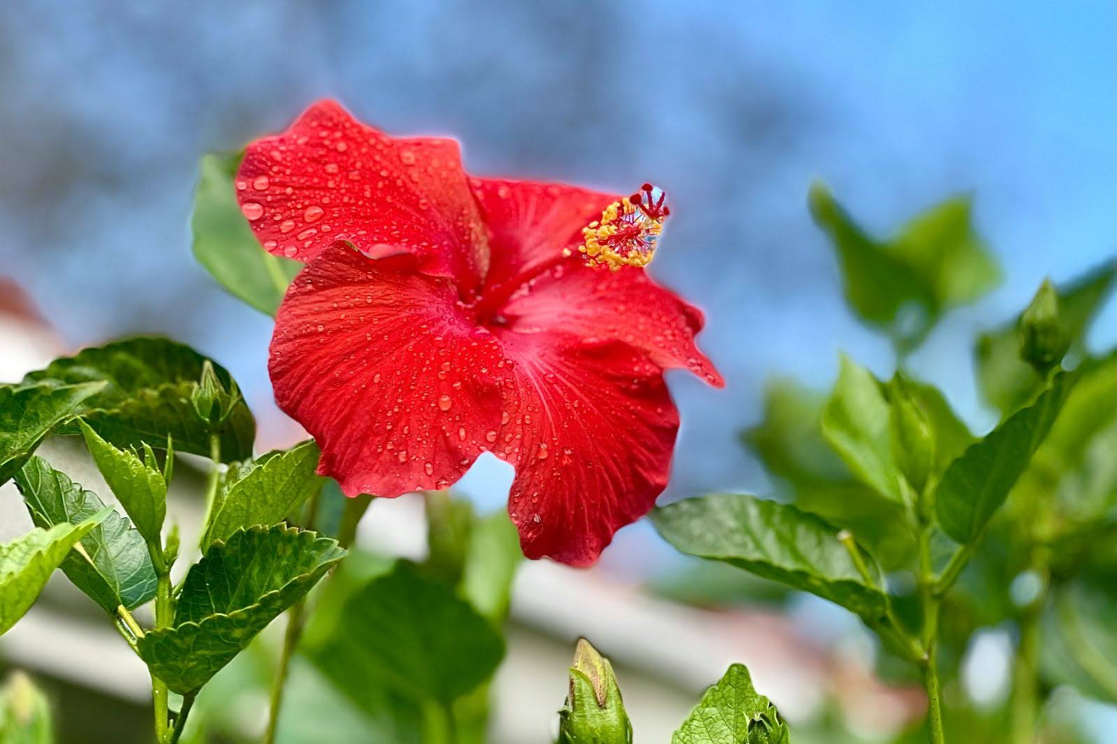The Ultimate Guide To 50 Types Of Hibiscus Flowers – The Daily Blooms