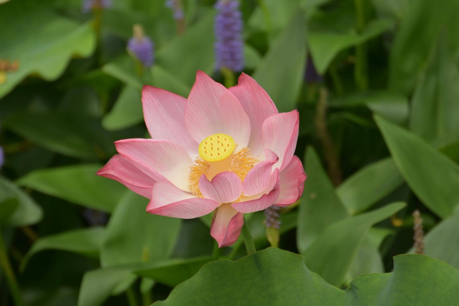 Types Of Lotus Flowers With Names