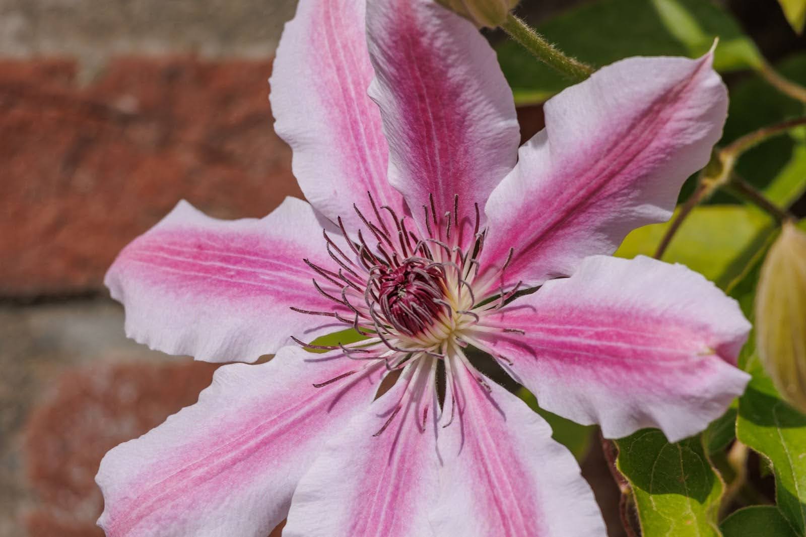 Meaning Of Clematis Flower: The Clever Vine For Your Home – The Daily ...