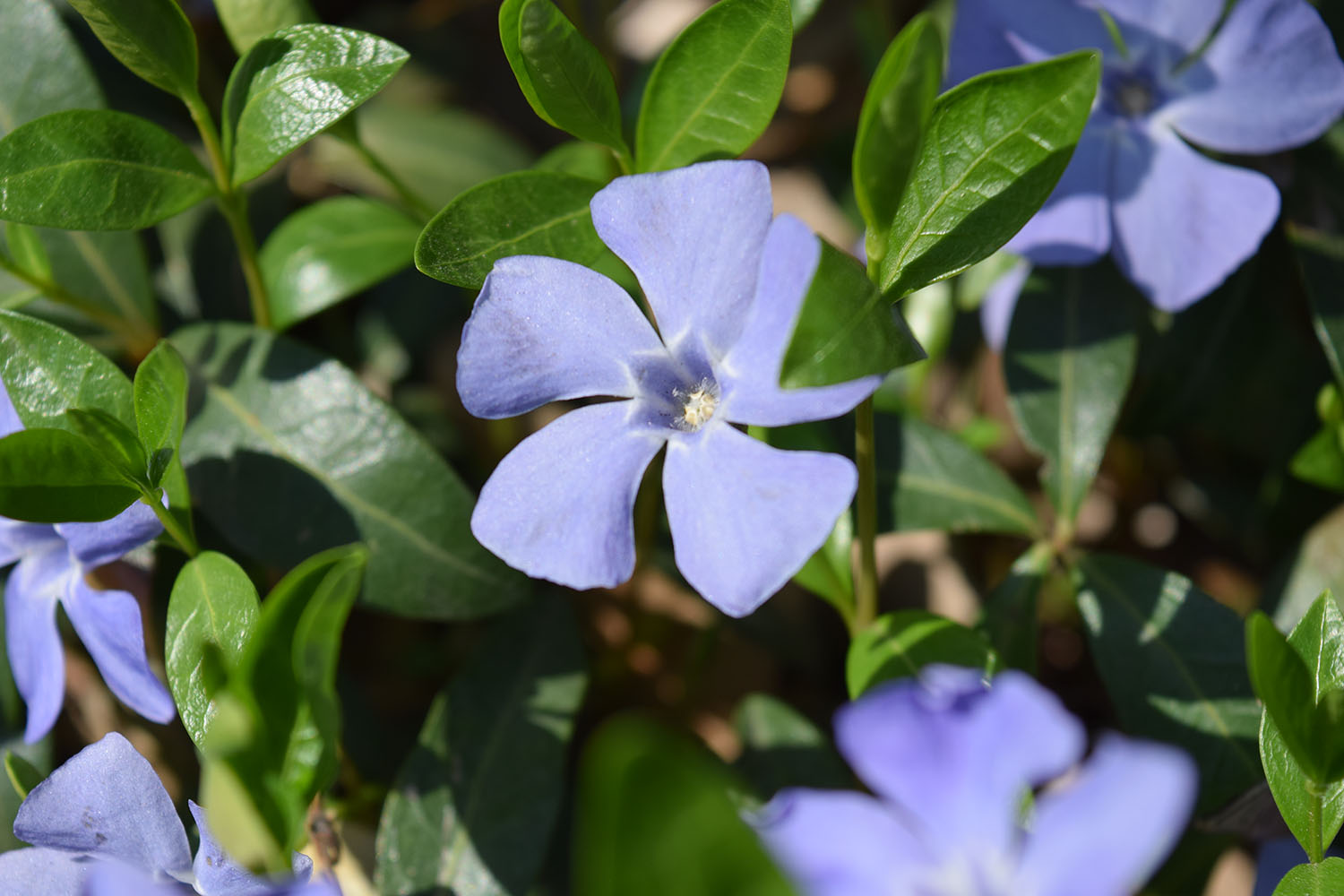Meaning Of Periwinkle Flowers: A Symbol Of Love & Remembrance – The ...