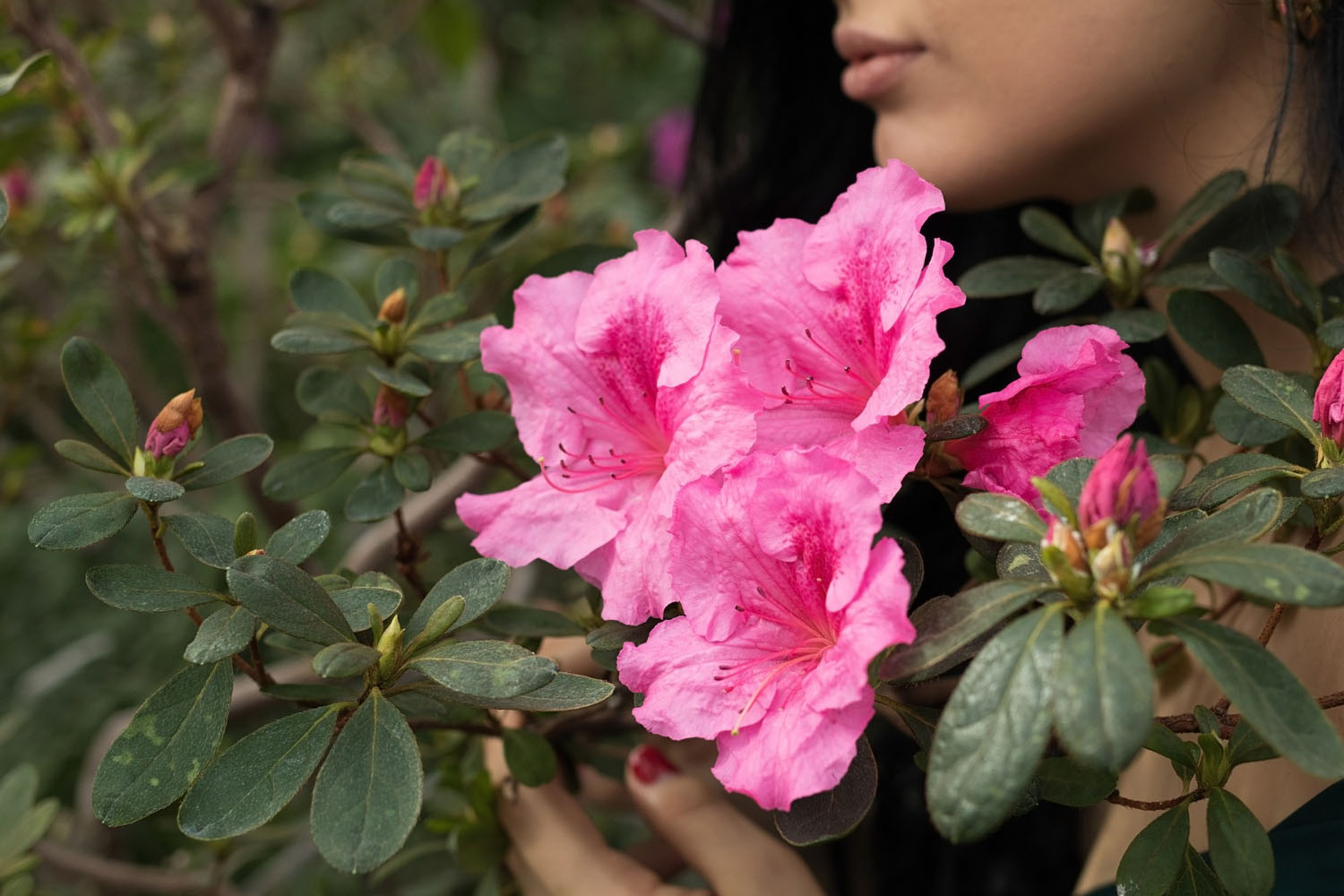 Meaning of Azalea: Discover The Beauty And Symbolism Of Azaleas – The ...