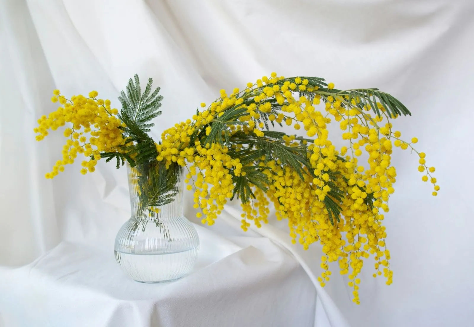 Mimosa Flower Meaning: Joyful Symbols for Thoughtful Gifts – The Daily ...