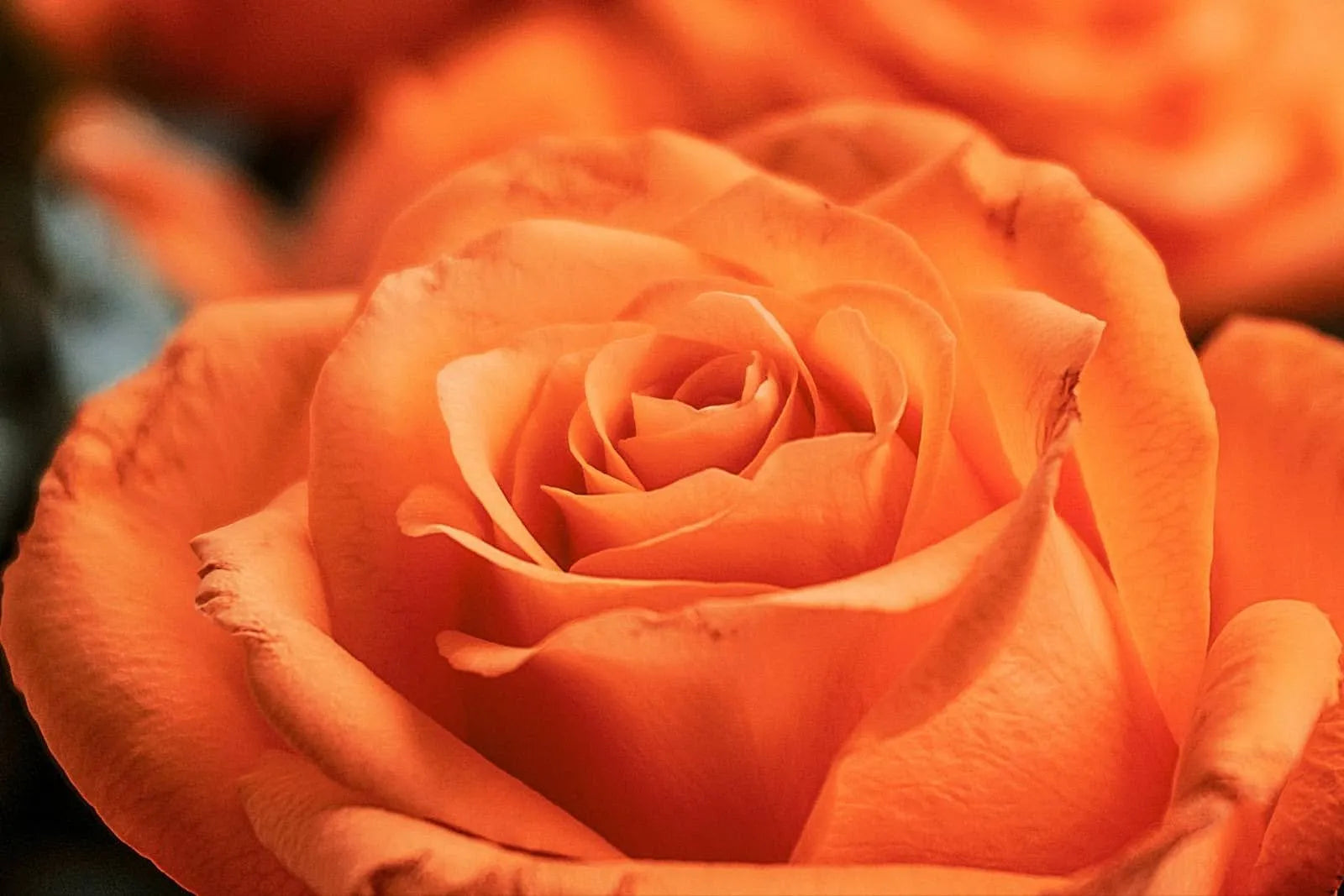 Orange Roses Meaning: A Bold Expression of Excitement – The Daily Blooms