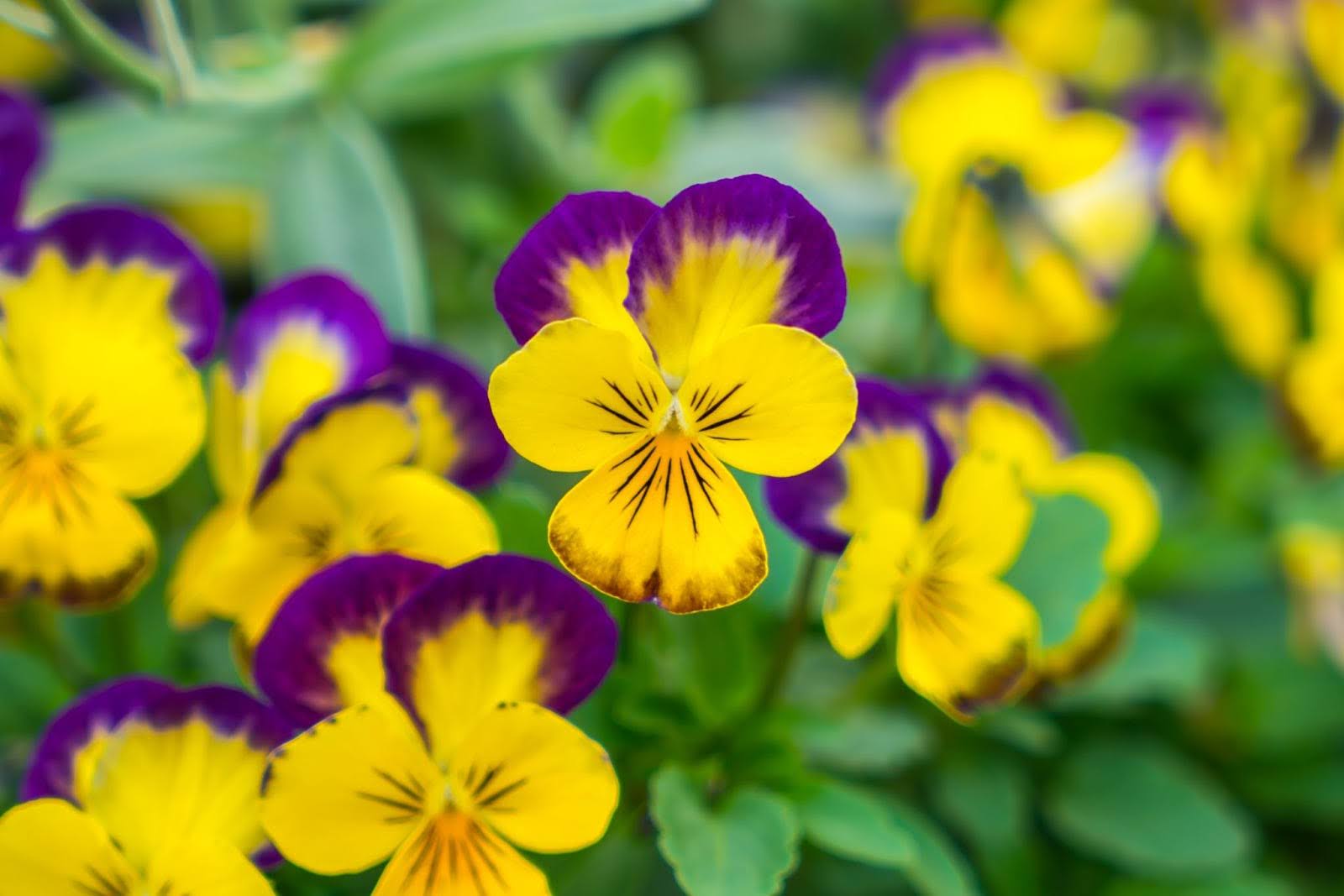 The Meaning Of Pansy Flower: Thoughts, Love, And Symbolism – The Daily ...