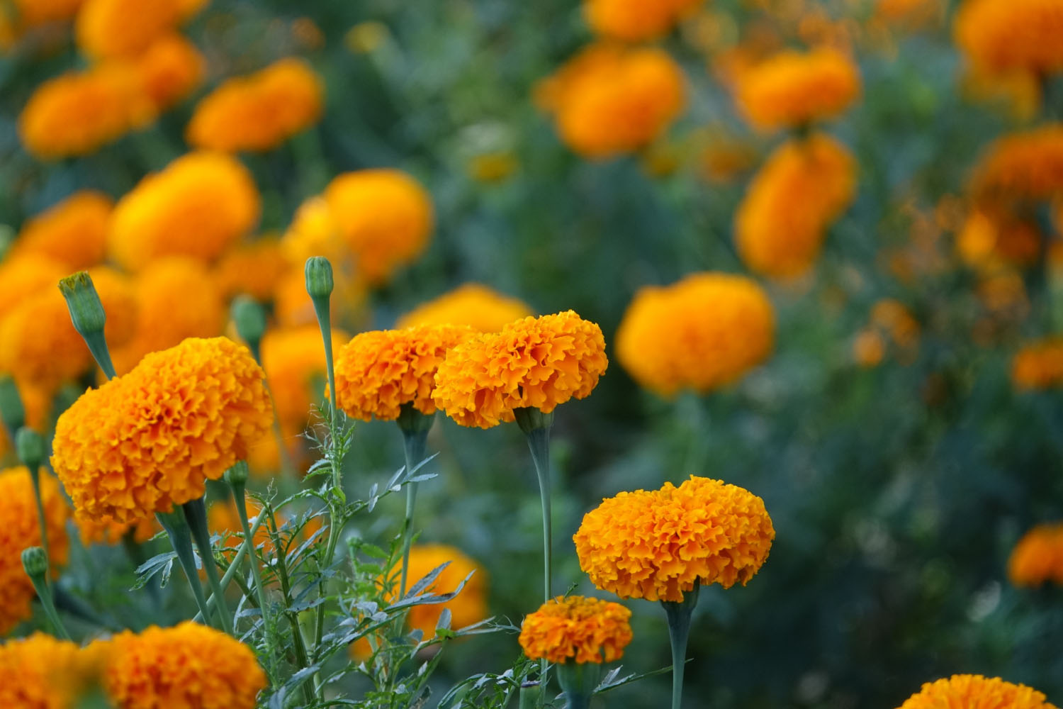What’s The Meaning Of The Marigold Flower? History & Symbolism – The ...