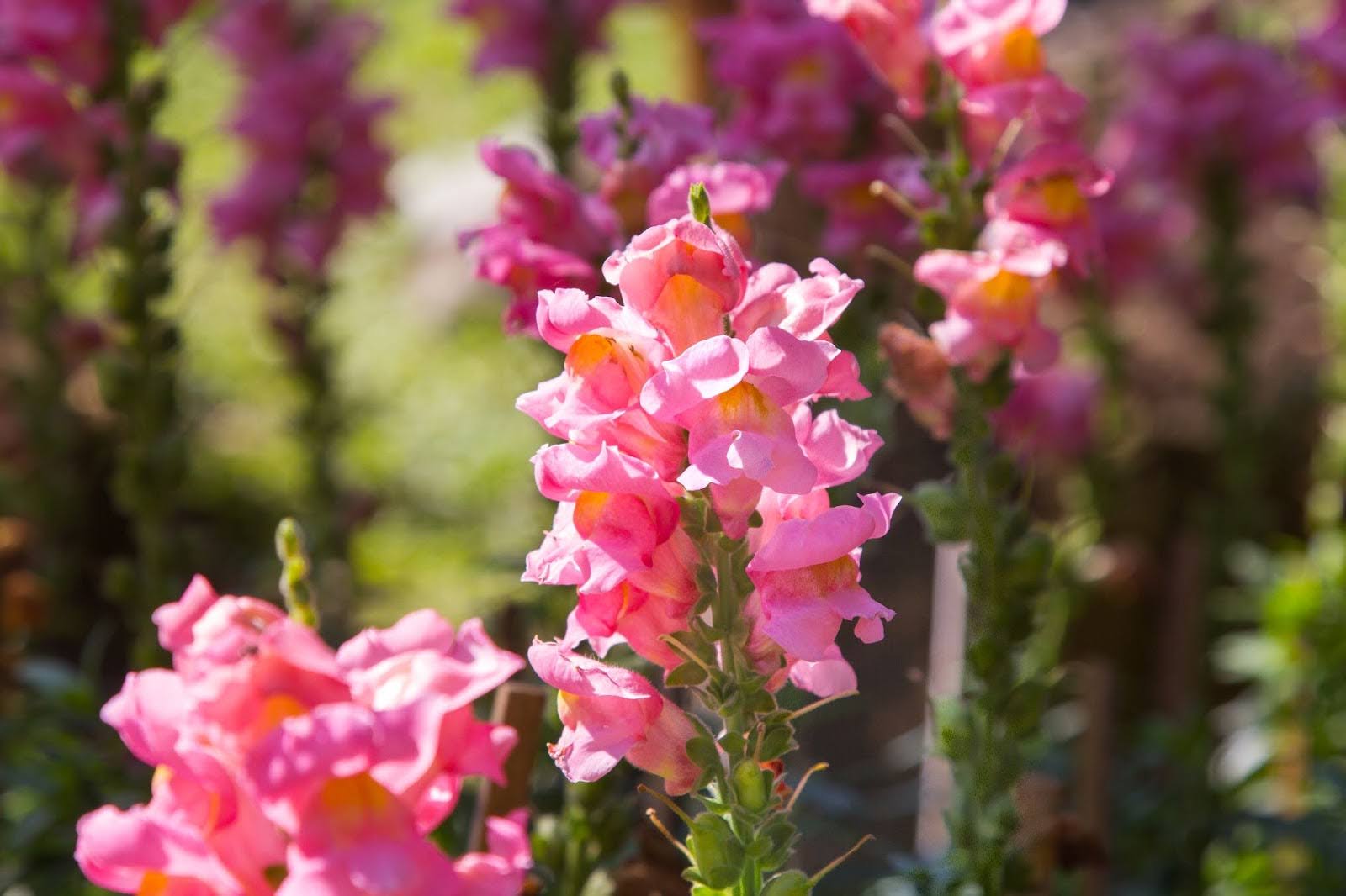 Your Ultimate Guide To Snapdragon Flower Care In Singapore – The Daily ...
