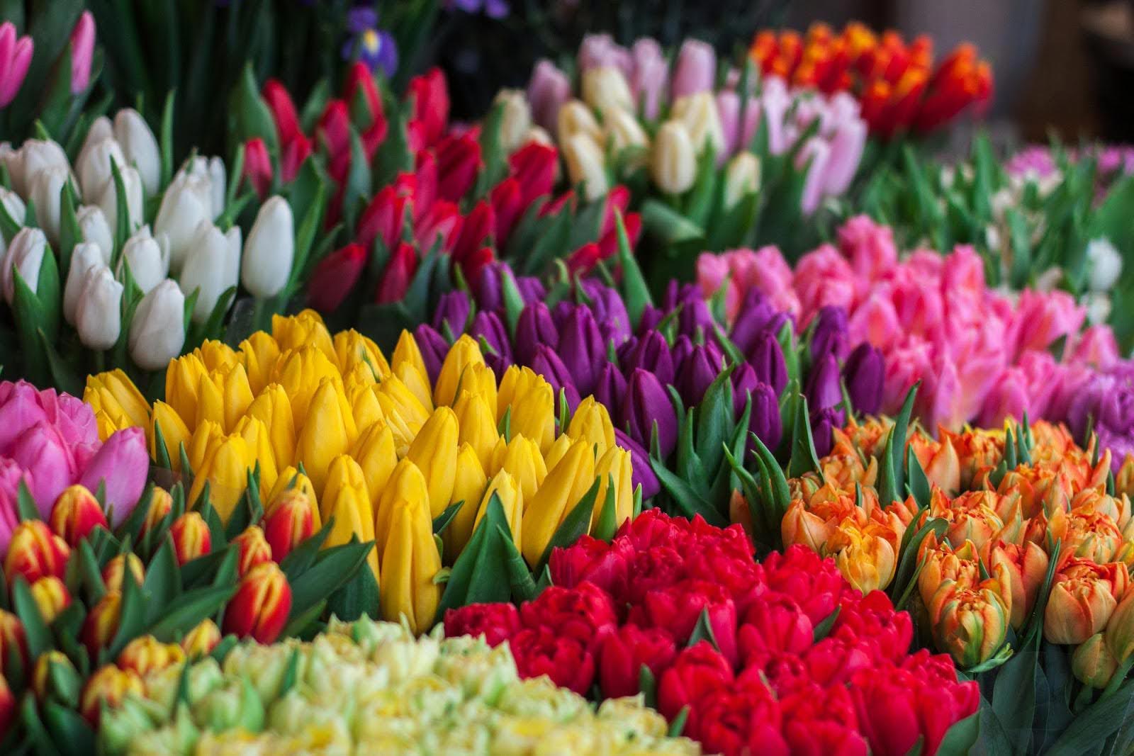 8 Different Tulip Colours And Their Meanings – The Daily Blooms