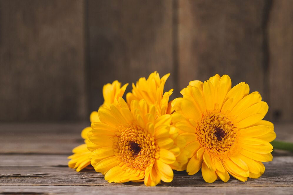 Different Yellow Flowers Meaning: 10 Blooms And Their Symbolisms – The ...