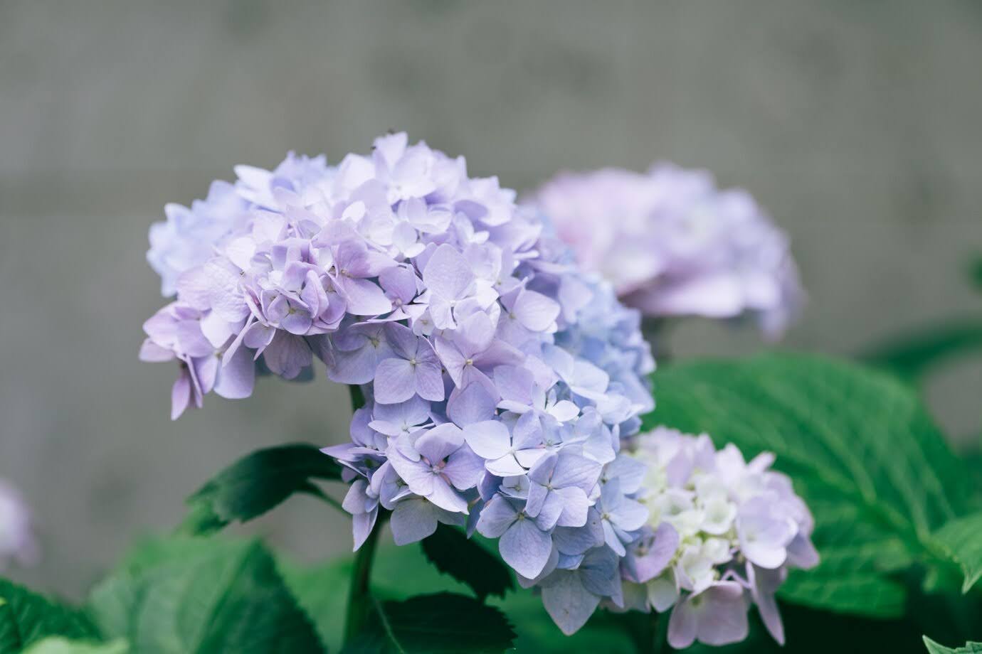 23 Flowers That Look Like Hydrangeas For Stunning Floral Arrangements ...
