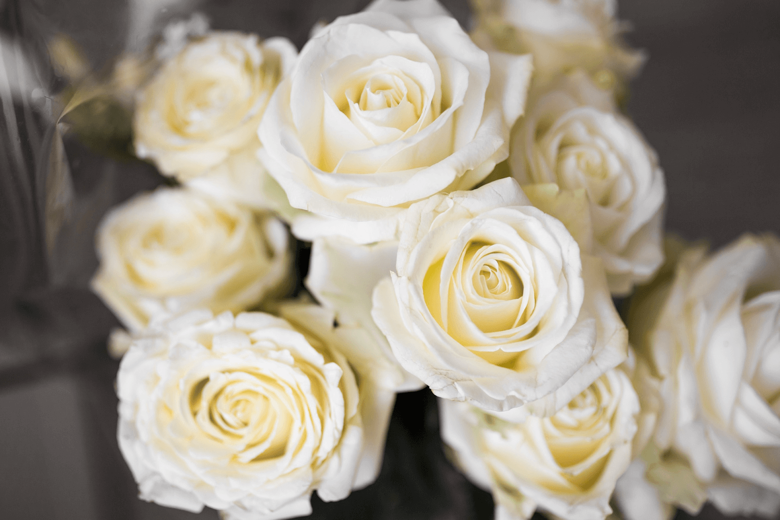 White Rose Meaning: Purity, Innocence, And More – The Daily Blooms